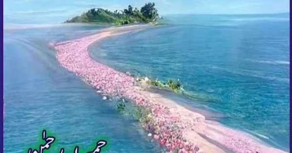 Buy Bohat Say Kam Karny Hain By Humaira Rehman | Poetry of Humaira Rehman